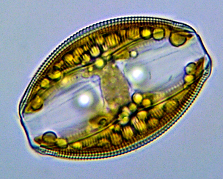 Amphora Diatom - MicrobeHunter.com Microscopy Forum