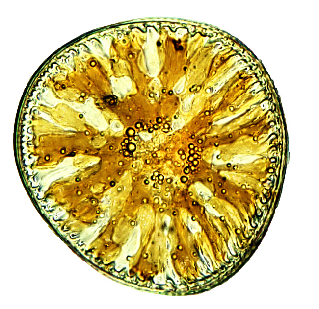 Amphora Diatom - MicrobeHunter.com Microscopy Forum