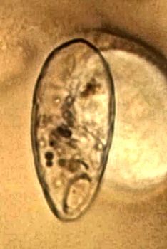 weitere Euglyphida